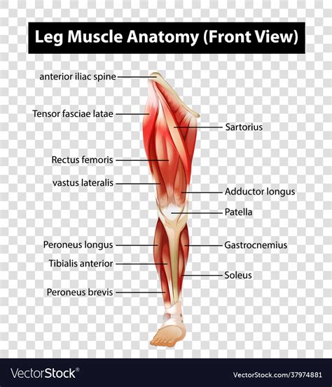 Muscles Of The Leg Anterior View Human Muscle Anatomy Leg Muscles