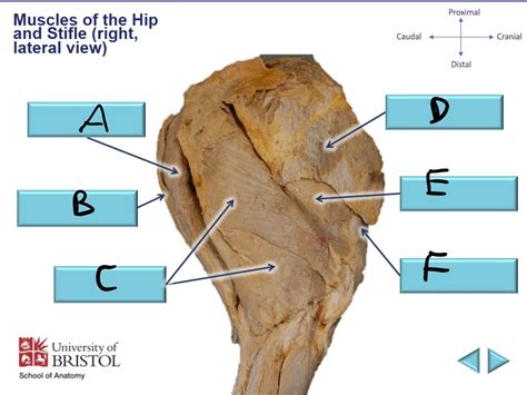 Equine Muscles Of The Hip And Stifle Right Lateral View Diagram