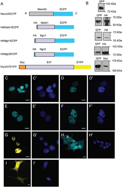 Characterization Of BHLH Fusion Proteins A Schematics Of Expression