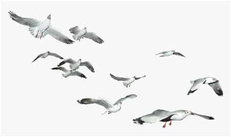 Flying Seagull Png