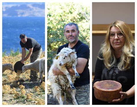 Slobodna Dalmacija Ovo vam je ovčji raj ili starački dom za ovce
