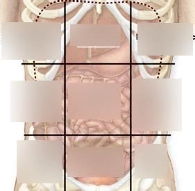 Abdominal Regions Labeling Diagram Quizlet