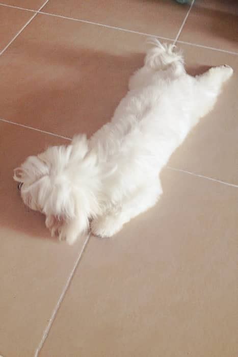 10 Mejores Camas para Perro Bichón Maltés 2024 MBM