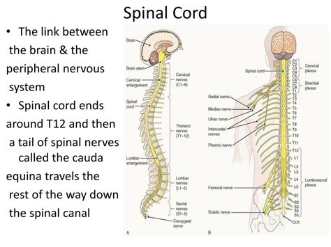 Ppt The Nervous System Spinal Cord Spinal Nerves Powerpoint The Best