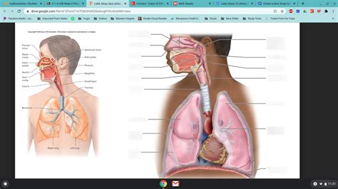 Lab Respiratory System Diagram Quizlet