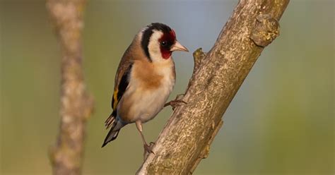 Gold Finch Happy Beaks Blog