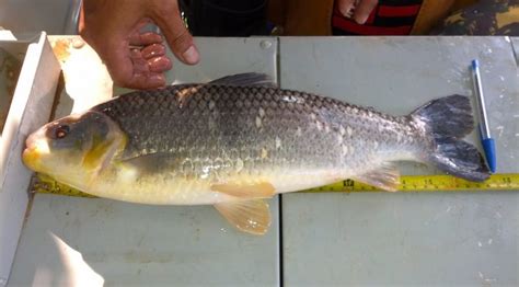 Dois homens são autuados por pesca predatória em Rochedo MS Notícias