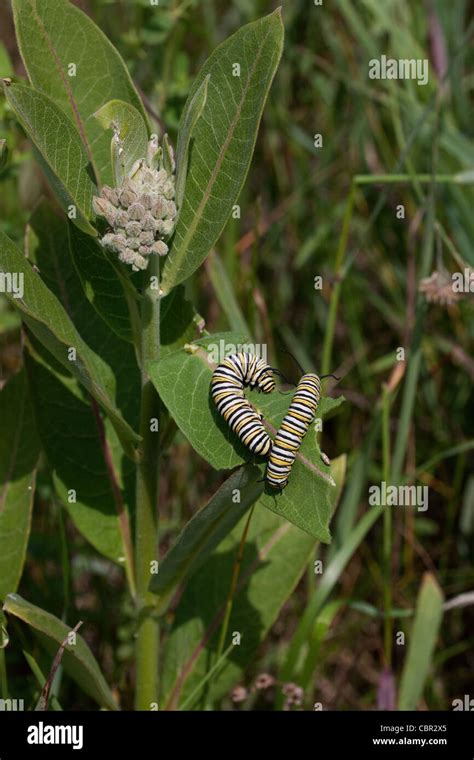 Monarch Butterfly Caterpillars Danaus Plexippus Feeding On Common