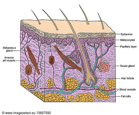 Anatomical Illustration Of A Section Through Human Skin Anatomical