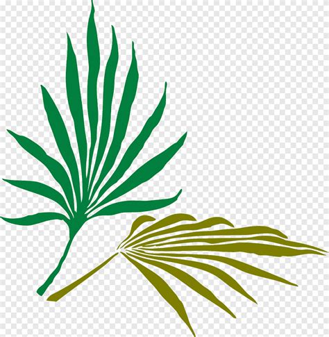 Palma Rama Fronda Arecaceae Flores Blancas Y Negras Diverso Hoja Png