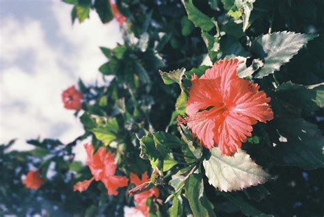 Hibisco descubra os benefícios e malefícios da planta