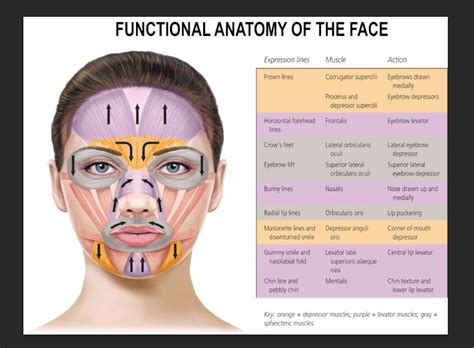 Facial Anatomy Human Body Anatomy Botox Face Face Facial Facial