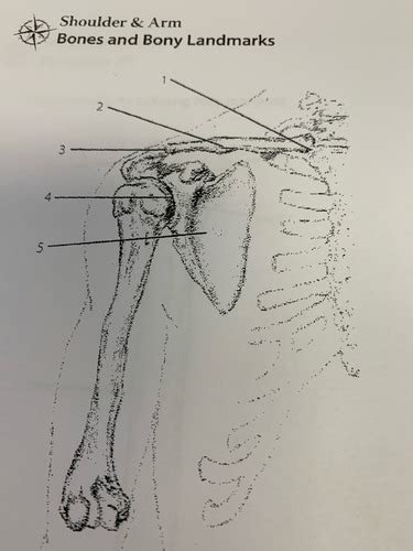 Shoulder Arm Bones Bony Landmarks Flashcards Quizlet