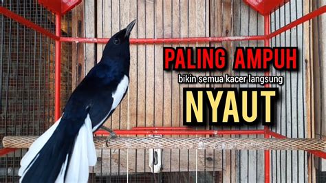 SUARA BURUNG Kacer Gacor NGEPLONG TARUNG Ini Paling AMPUH Buat