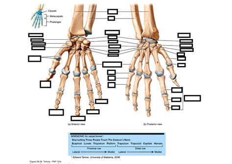Appendicular Skeleton 7 Diagram Quizlet