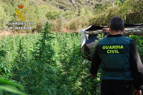 La Guardia Civil desmantela una plantación de marihuana en el Parque