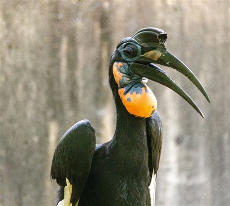 Hornbill Vogel Tier Kostenloses Foto Auf Pixabay Pixabay