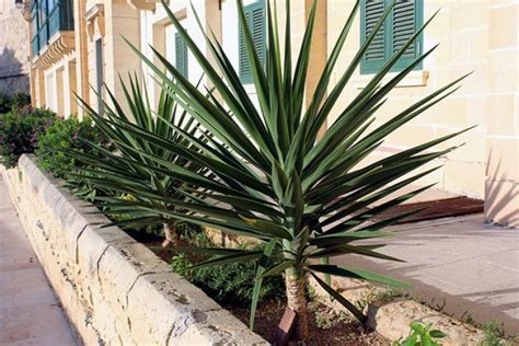 The Spineless Yucca Guzman S Garden Centers