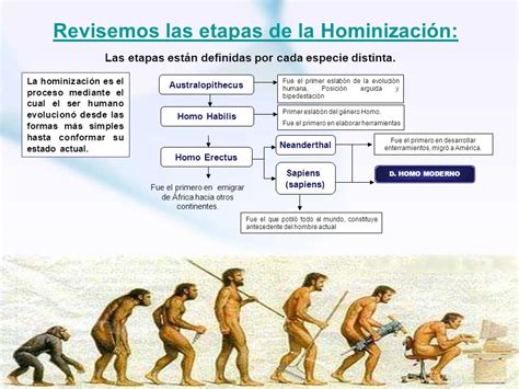 Etapas De La Evolucion Humana Champnew The Best Porn Website