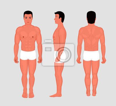 Posterior Frontal Anterior Back Views Of Naked Body Of European