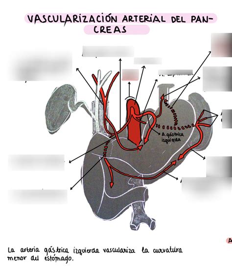 Vascularizacion arterial del páncreas Diagram Quizlet