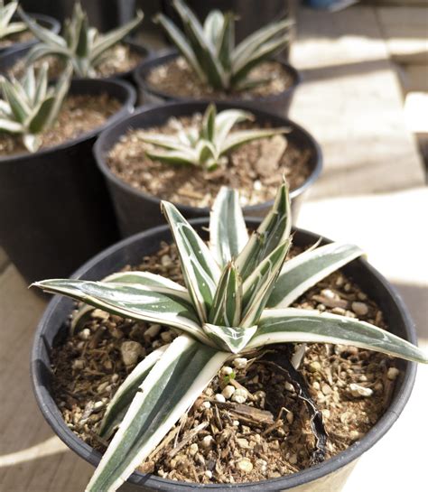 Agave Queen White Rhino Campestre Al Gov Br