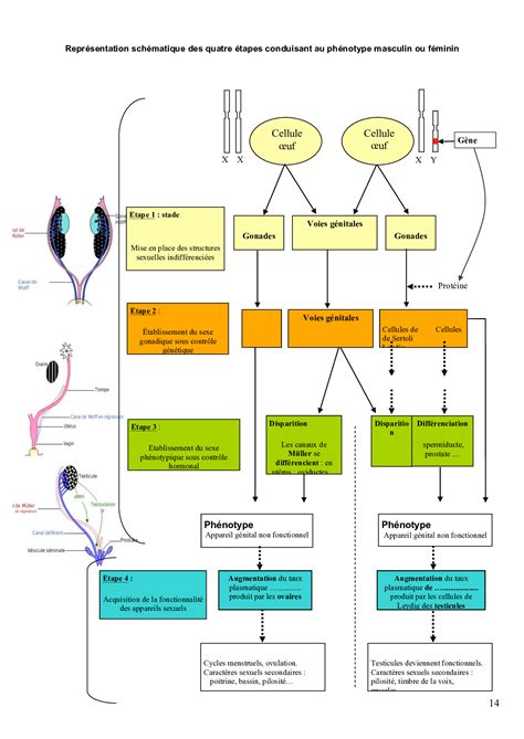 TP 5 La Mise En Place Des Appareils Reproducteurs AlloSchool