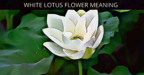 Lotus Flower Name In Hindi Best Flower Site