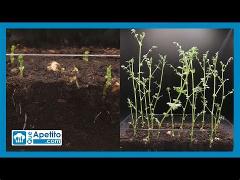 Guía completa Cómo cultivar una planta de garbanzo en maceta paso a