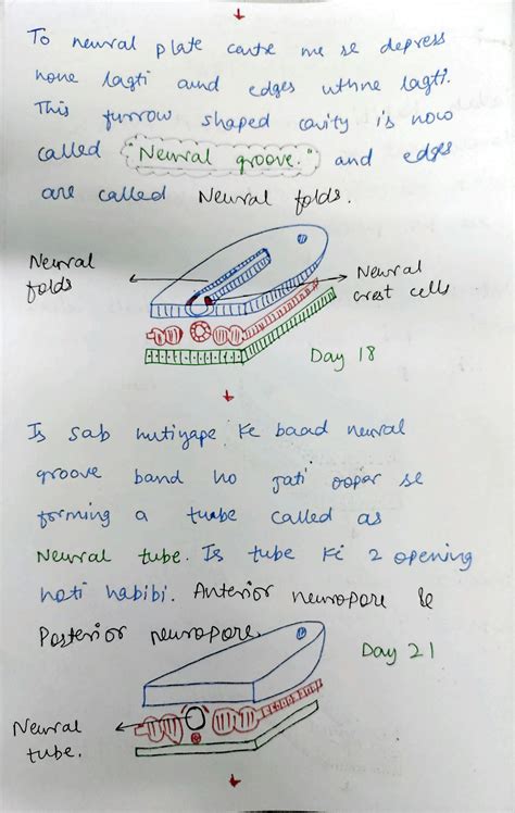 SOLUTION Dr Najeeb Embryo Notes DEVELOPMENT OF NERVOUS SYSTEM Lecture