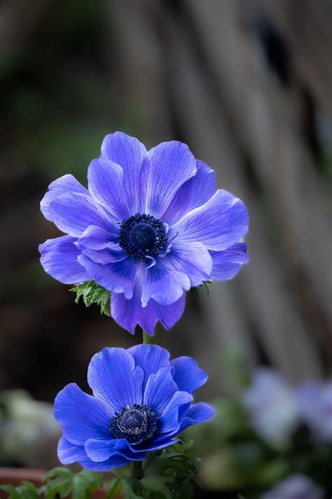 Anemone Blumen Pflanze Kostenloses Foto Auf Pixabay Pixabay