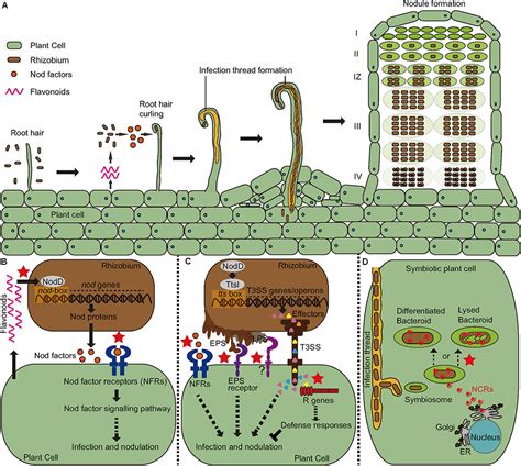 Frontiers Genetic And Molecular Mechanisms Underlying Symbiotic