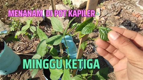 Menanam Kacang Panjang Di Pot Minggu Ketiga Youtube