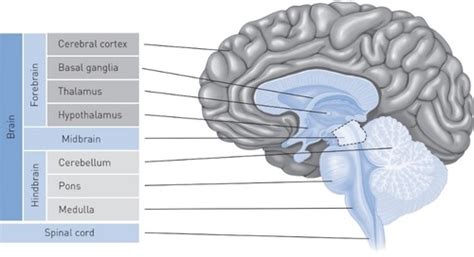 Neuroscience Chapter 3 Structure Of The Nervous System Flashcards