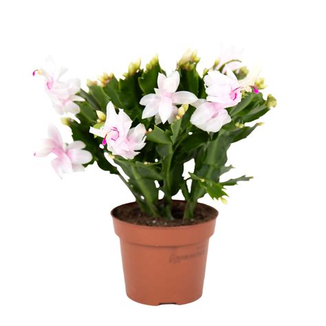 Cactus De Navidad Schlumbergera Truncata Bioma Plants