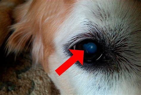 Qué causa las cataratas en perros Origen síntomas y tratamiento
