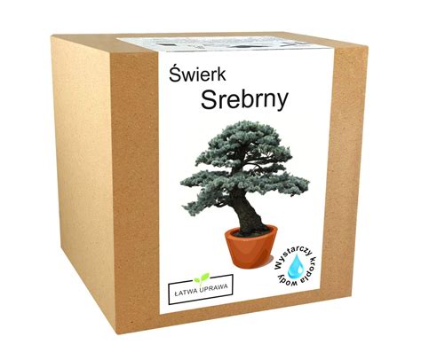 Zestaw do uprawy Bonsai świerk srebrny drzewko Inna marka Sklep