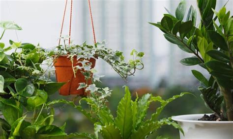Veja Tipos De Planta Para Cultivar Dentro De Casa E Saiba Como Cuidar