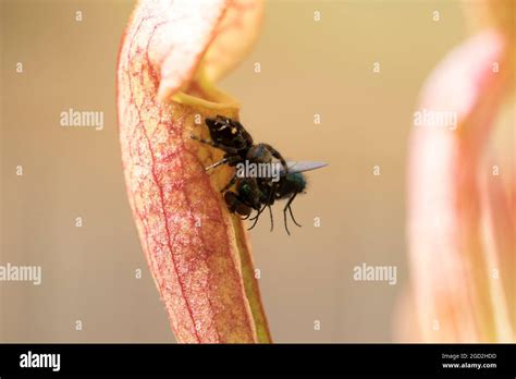 La chasse à l araignée sauteuse vole pour un repas Araignée prédateur