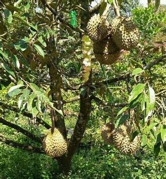 9 Cara Menanam Durian Musang King Agar Cepat Berbuah