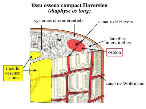 Enseignement D Histologie Humaine Pr Serge Nataf Le Tissu Osseux