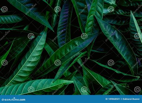 Folhas Tropicais Verde Abstrato Folhas Textura Fundo Natural Imagem De