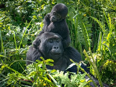 Days Rwanda Gorillas And Wildlife Safari Gorilla Trekking Expedition