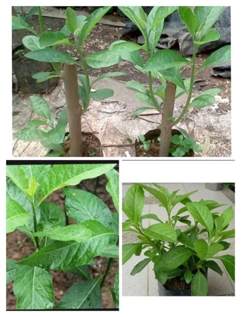 Pohon Bibit Tanaman Daun Dewa Sambung Nyawa Tanaman Daun Afrika
