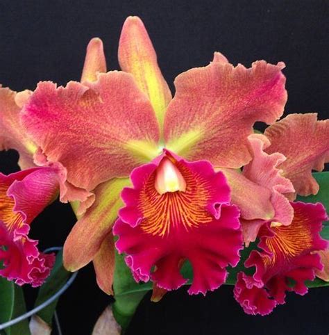 Pin by Elizabeth Gómez on Guardado rápido in 2024 Unusual flowers