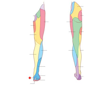 Lower Limb Cutaneous Innervation Flashcards Quizlet