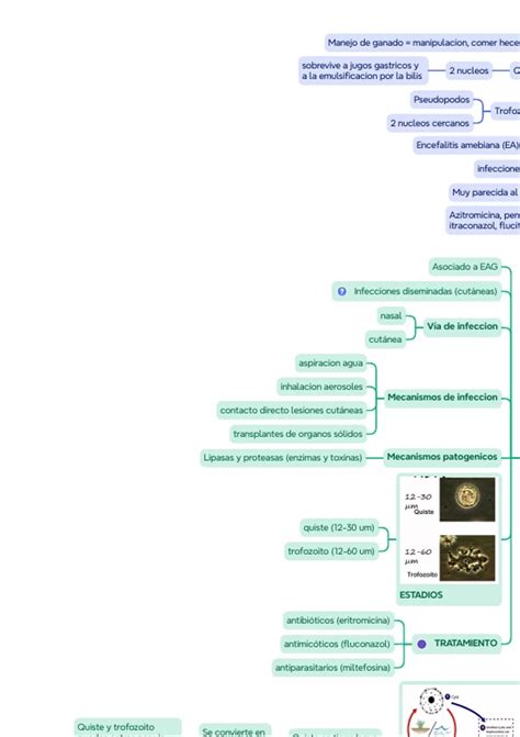 Sumario S3 Mapa mental AMEBAS PARASITOLOGÍA Parasitología Stuvia US