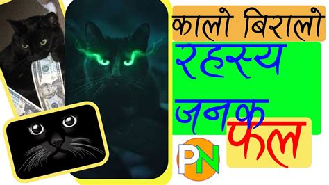 Black Cats As Bad Luck Kalo Biralo In Nepali History Of Black Cats