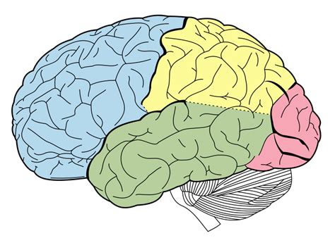 AP Psych Unit 3 Lobes Diagram Quizlet