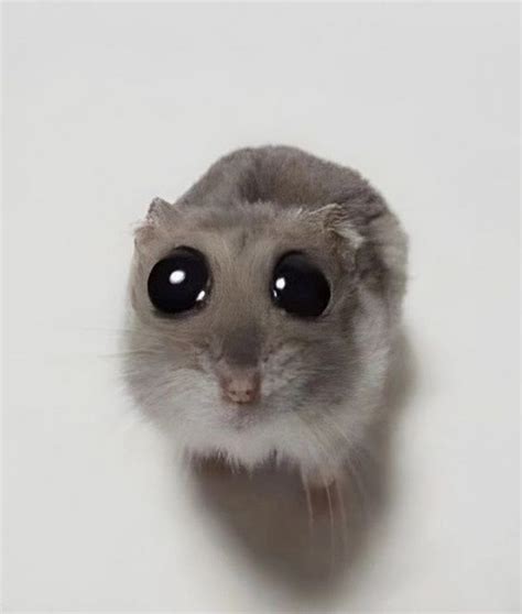 Pin by Sami on Guardado rápido in 2024 Funny animal photos Cute